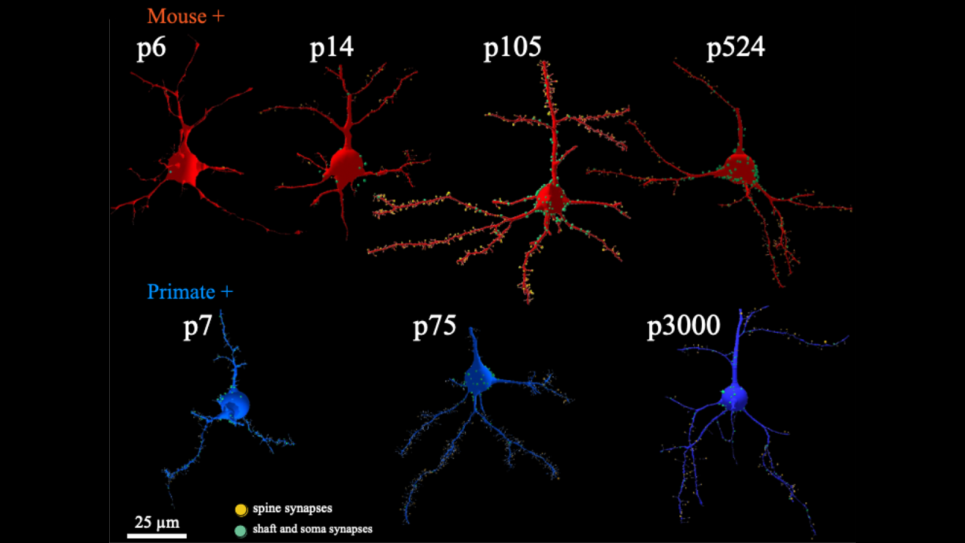 ALCF-Enabled Research Reveals Surprising Parallels in Brain Synapse ...